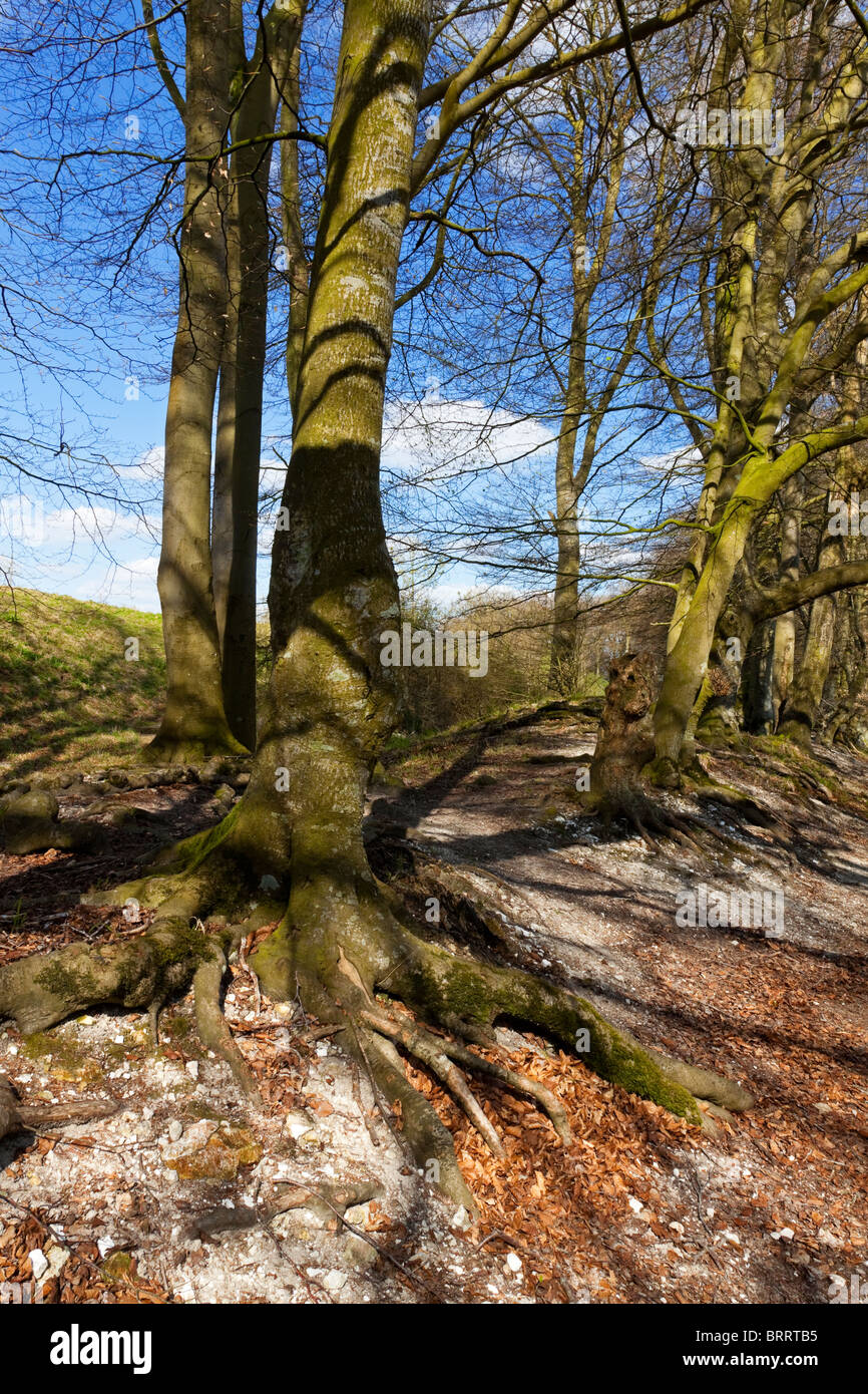 Tree roots at Danebury Hill Fort an Iron Age Hill Fort near Andover in ...