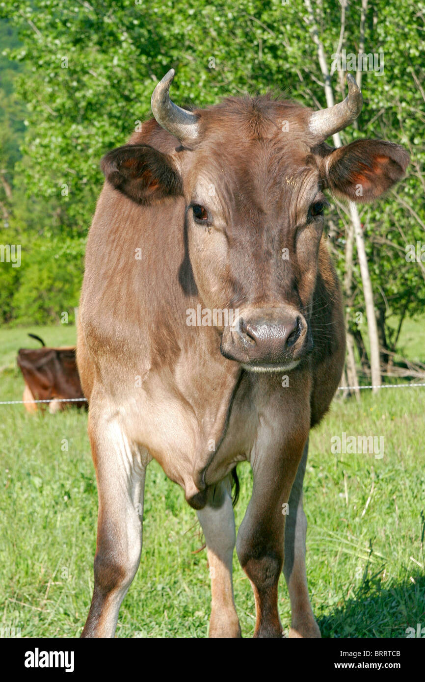 holstein cow on a farmer's green pasture Stock Photo - Alamy