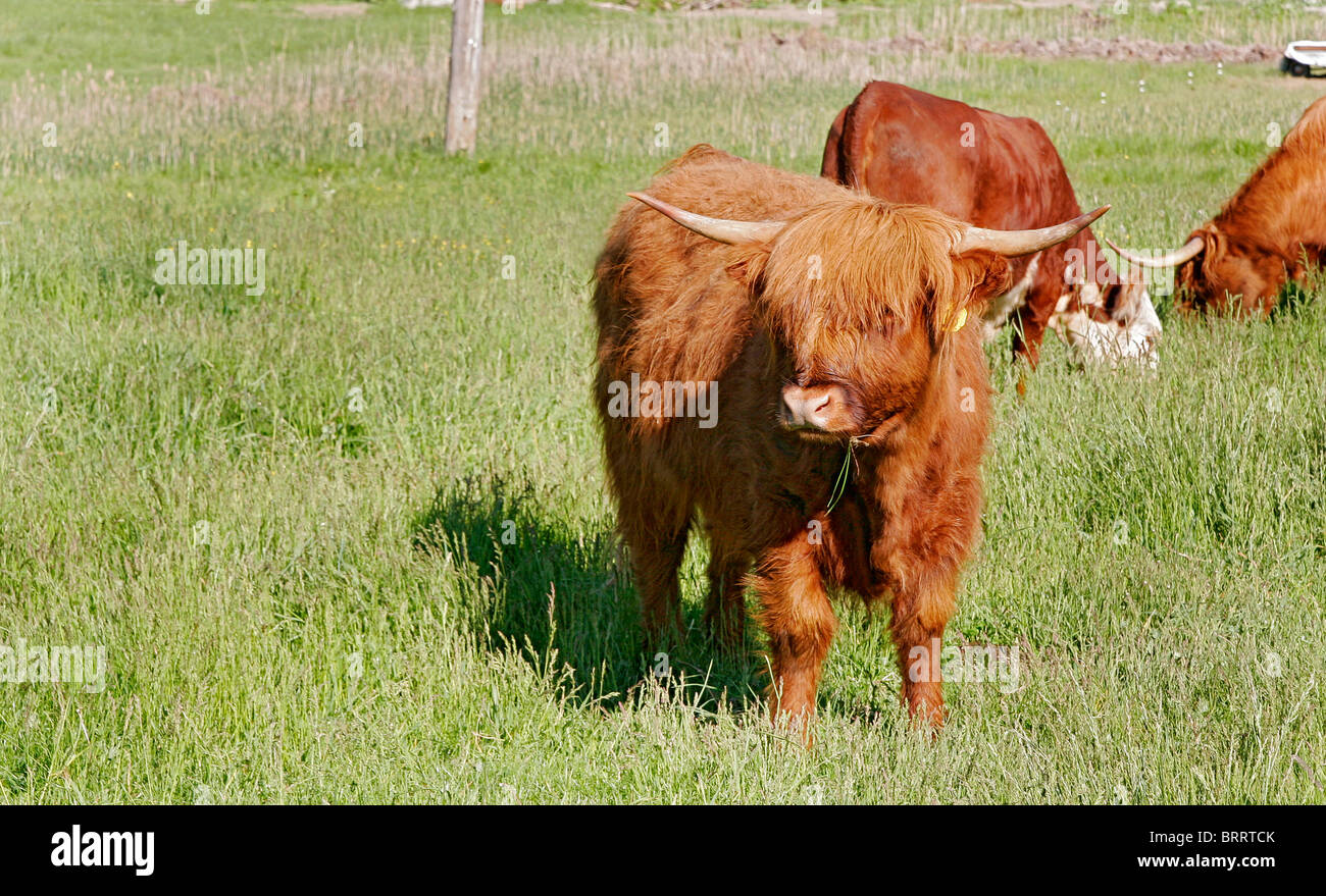 Group holstein friesian cattle hi-res stock photography and images - Alamy