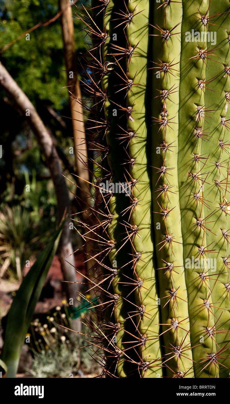 Closeup of a cactus in a garden in early morning light Stock Photo - Alamy