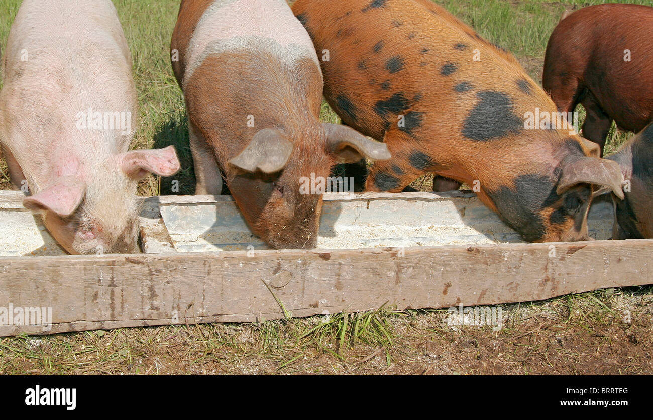 Pigs Eating Trough High Resolution Stock Photography and Images - Alamy