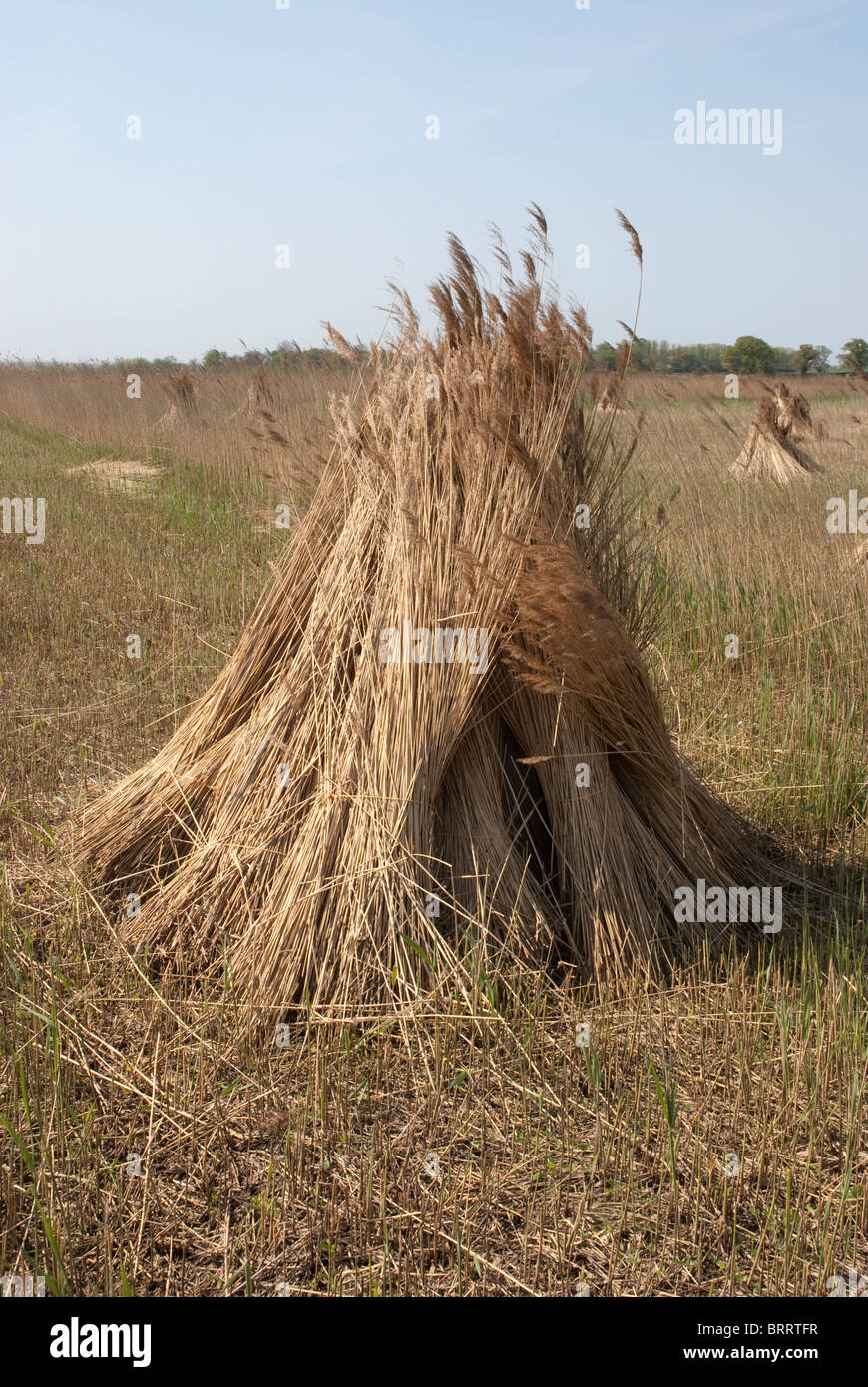 Norfolk Broads Reed Thatch High Resolution Stock Photography and Images ...