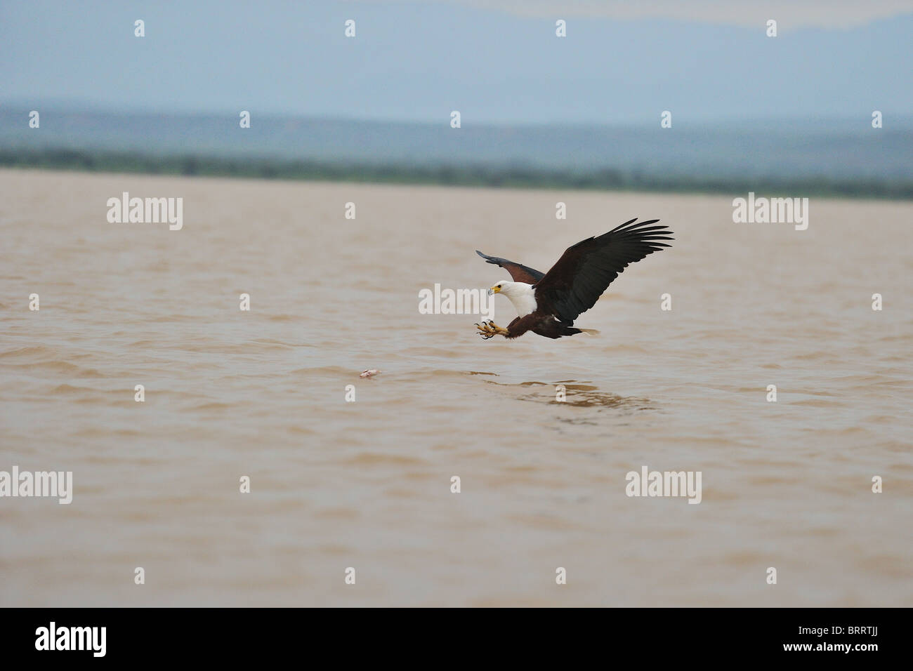 Diving african fish eagle hi-res stock photography and images - Alamy