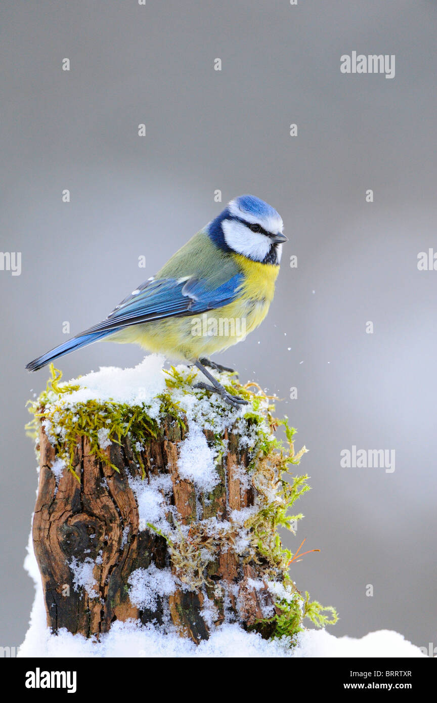 Blue Tit (Parus caeruleus Stock Photo - Alamy