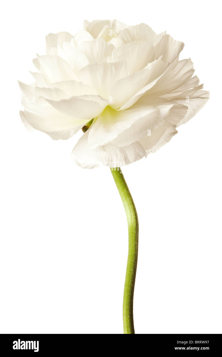 White Ranunculus Isolated on a White Background Stock Photo - Alamy