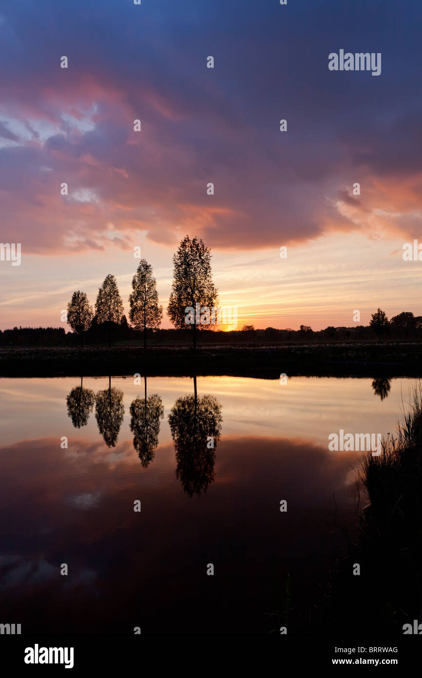 Leafless tree near lake on sunset background sky Stock Photo - Alamy