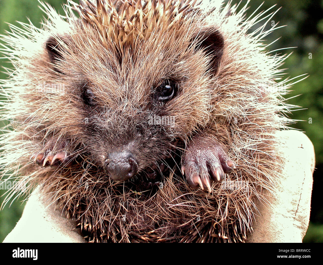 Hedgehog (Erinaceus europaeus) in a UK garden Stock Photo - Alamy