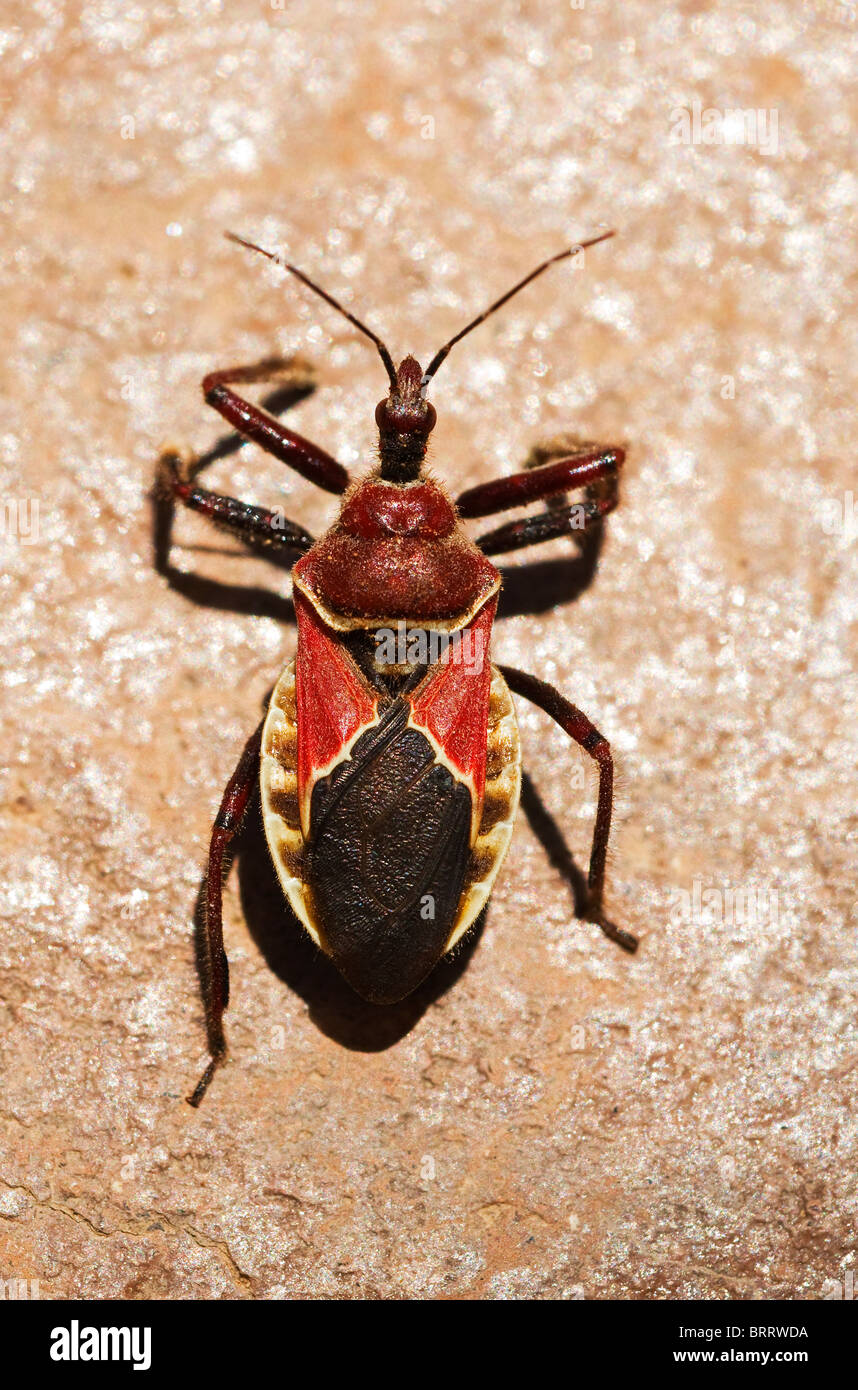 Box Elder High Resolution Stock Photography and Images - Alamy
