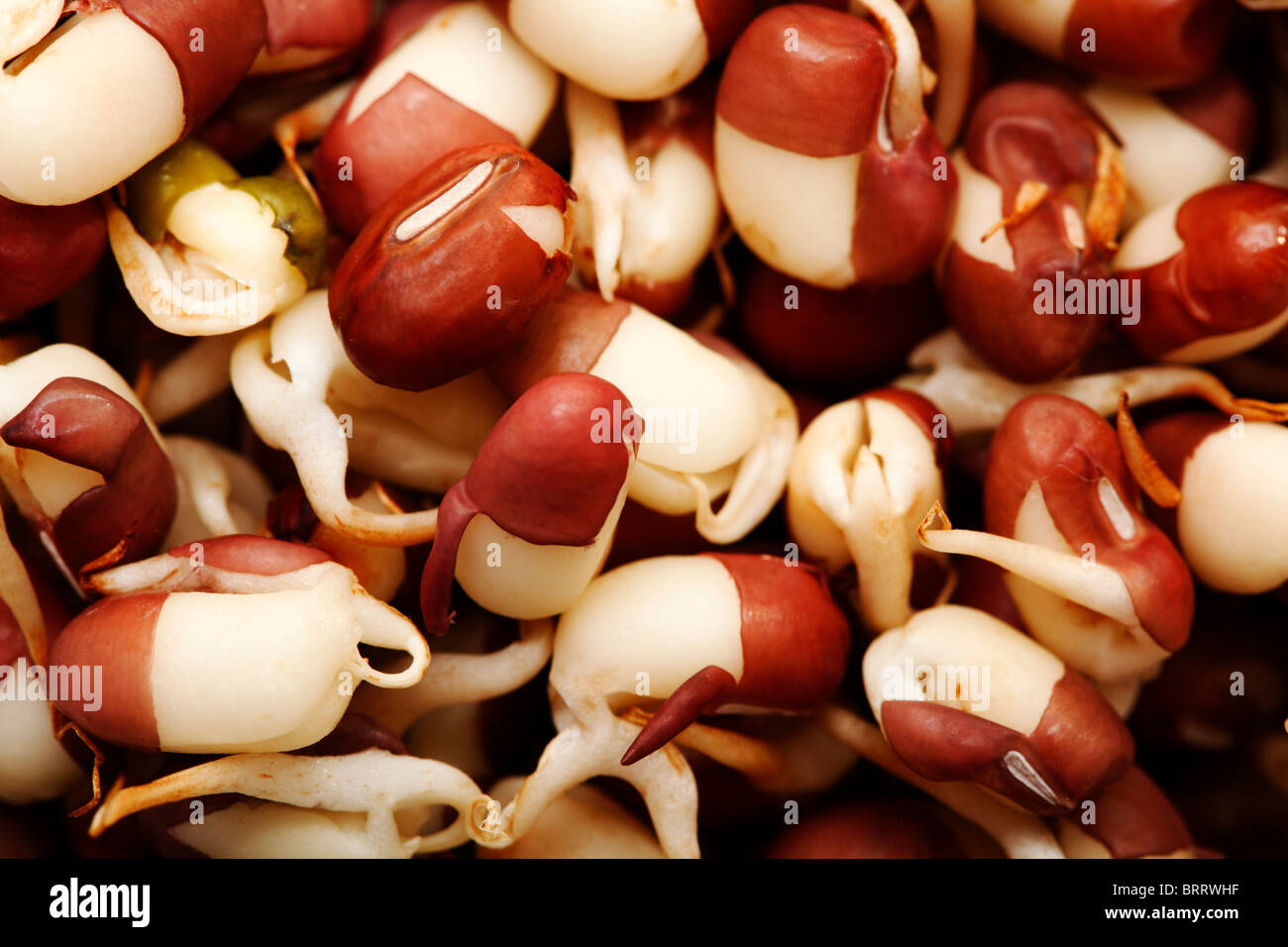 Adzuki bean sprouts hi-res stock photography and images - Alamy