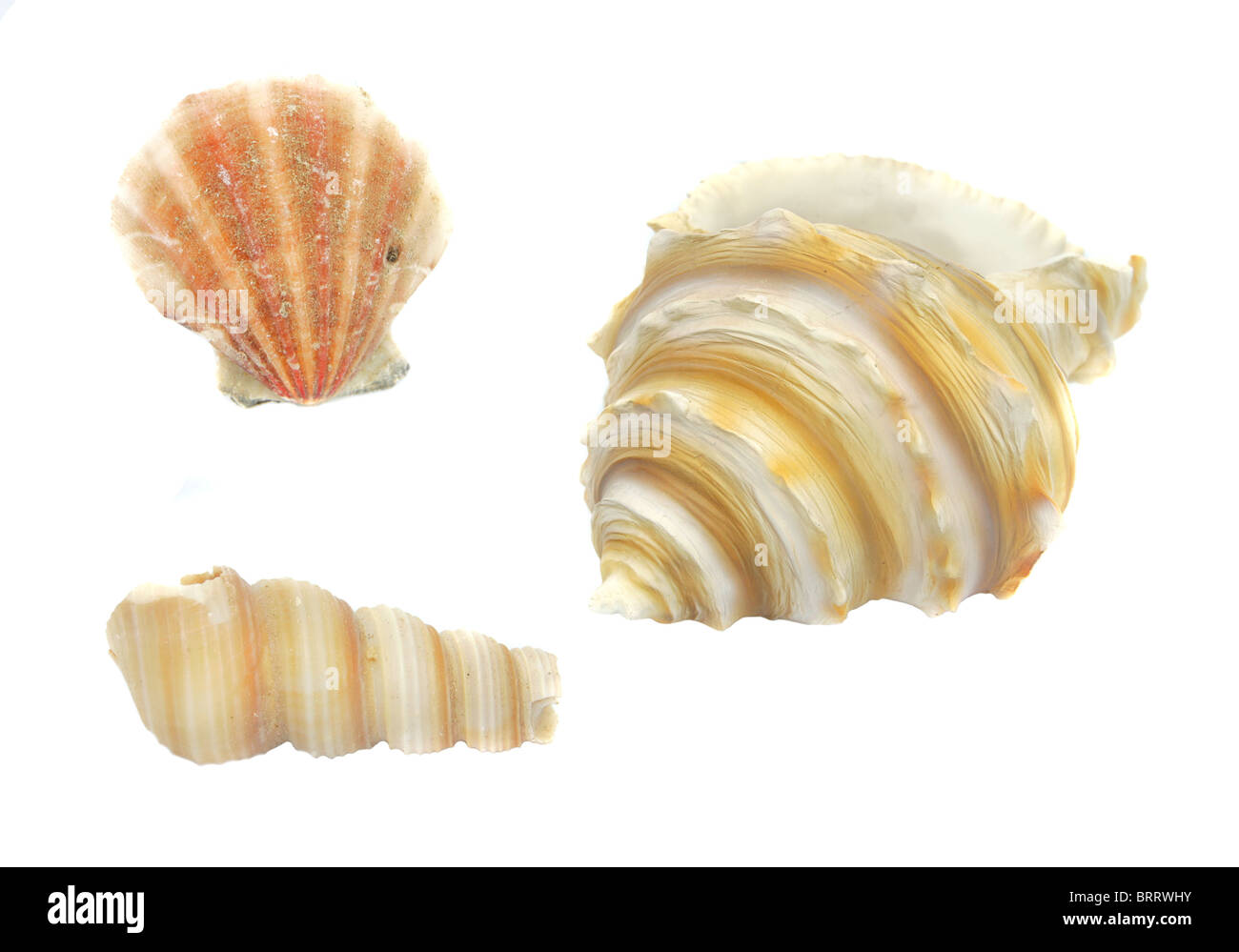 three light colored shells collage over white Stock Photo - Alamy