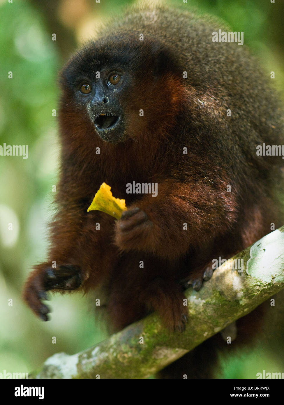 Shocked monkey hi-res stock photography and images - Alamy