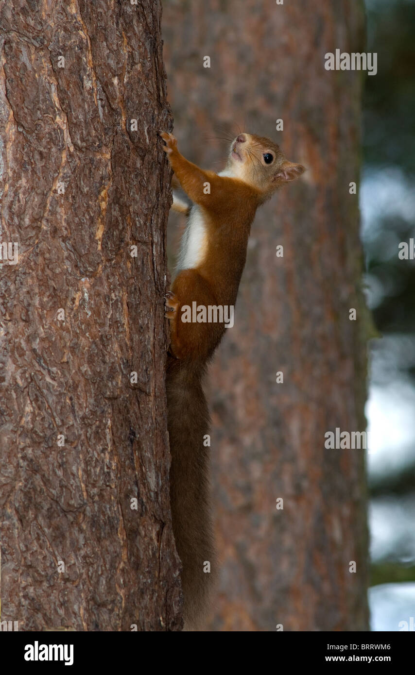 Red Squirrel scampering up a Scots Pine tree Speyside, Highland Region ...