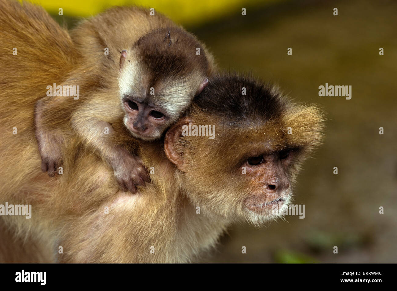 Mother with baby monkey Stock Photo - Alamy