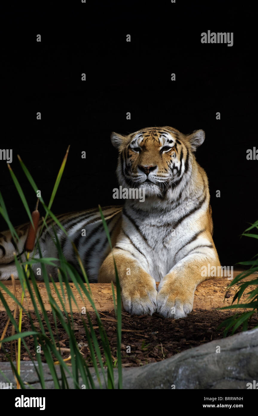 African tiger cat hi-res stock photography and images - Alamy