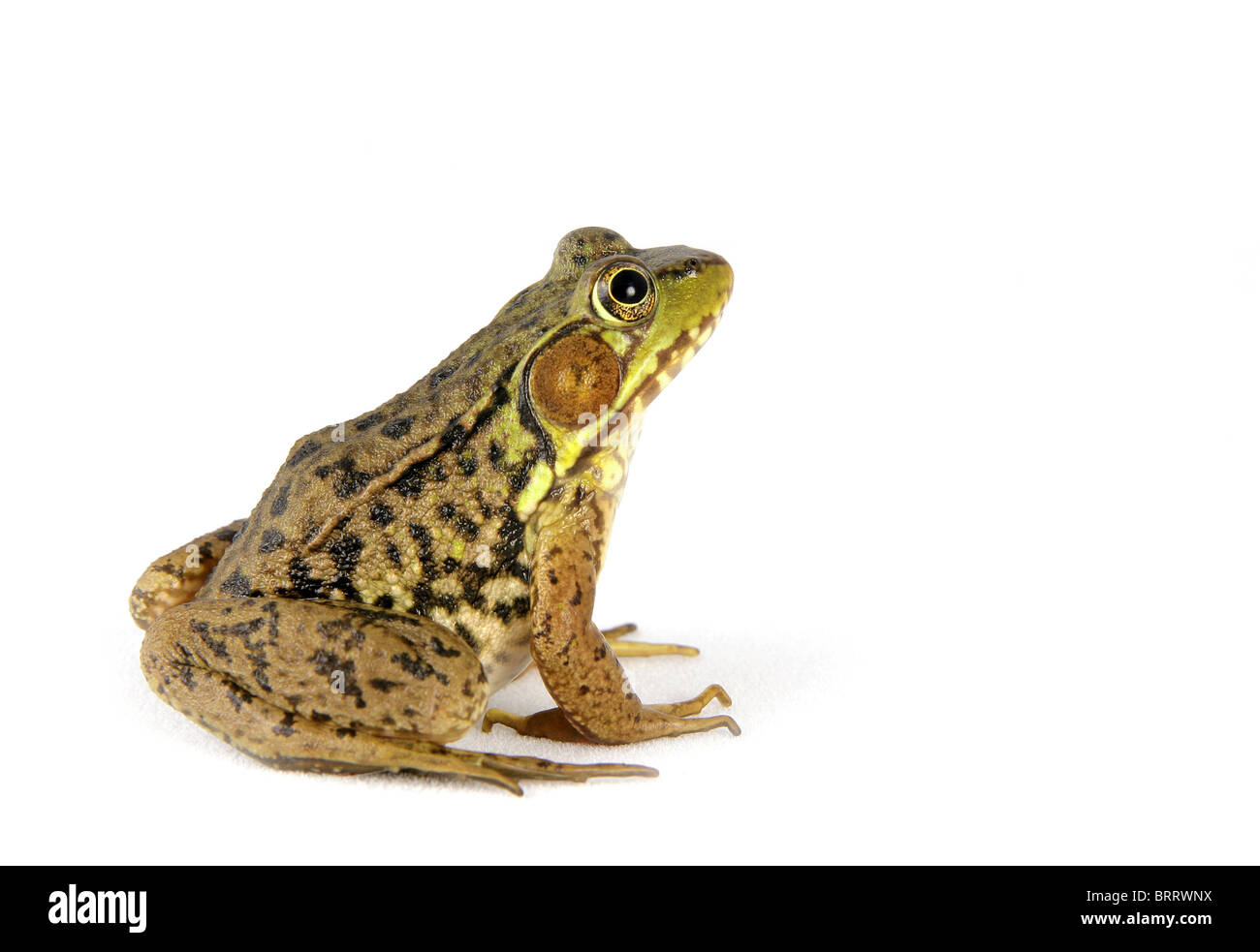 small green frog over a white background facing away Stock Photo - Alamy
