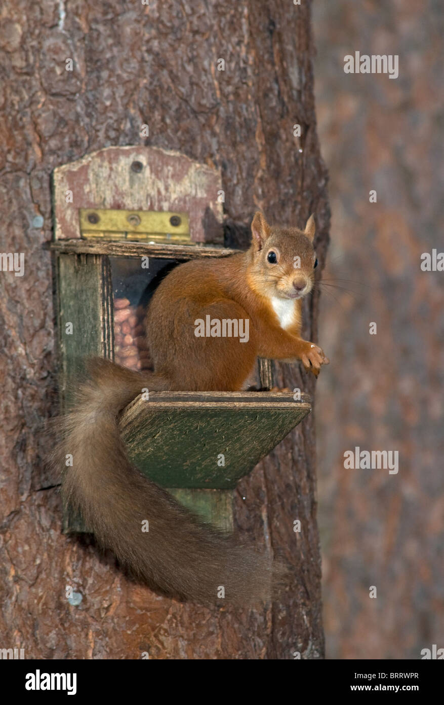 Red squirrel nest box hi-res stock photography and images - Alamy