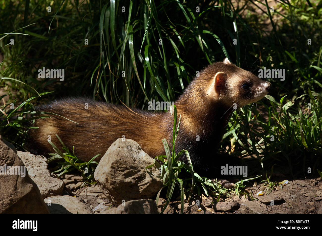Wiesel portrait hi-res stock photography and images - Alamy