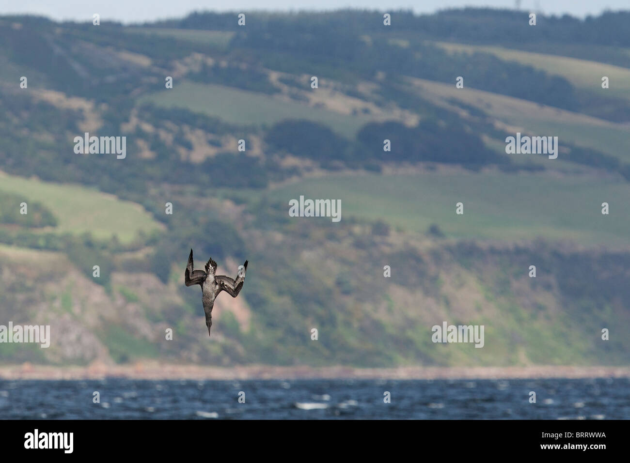 Plunge diving bird hi-res stock photography and images - Alamy