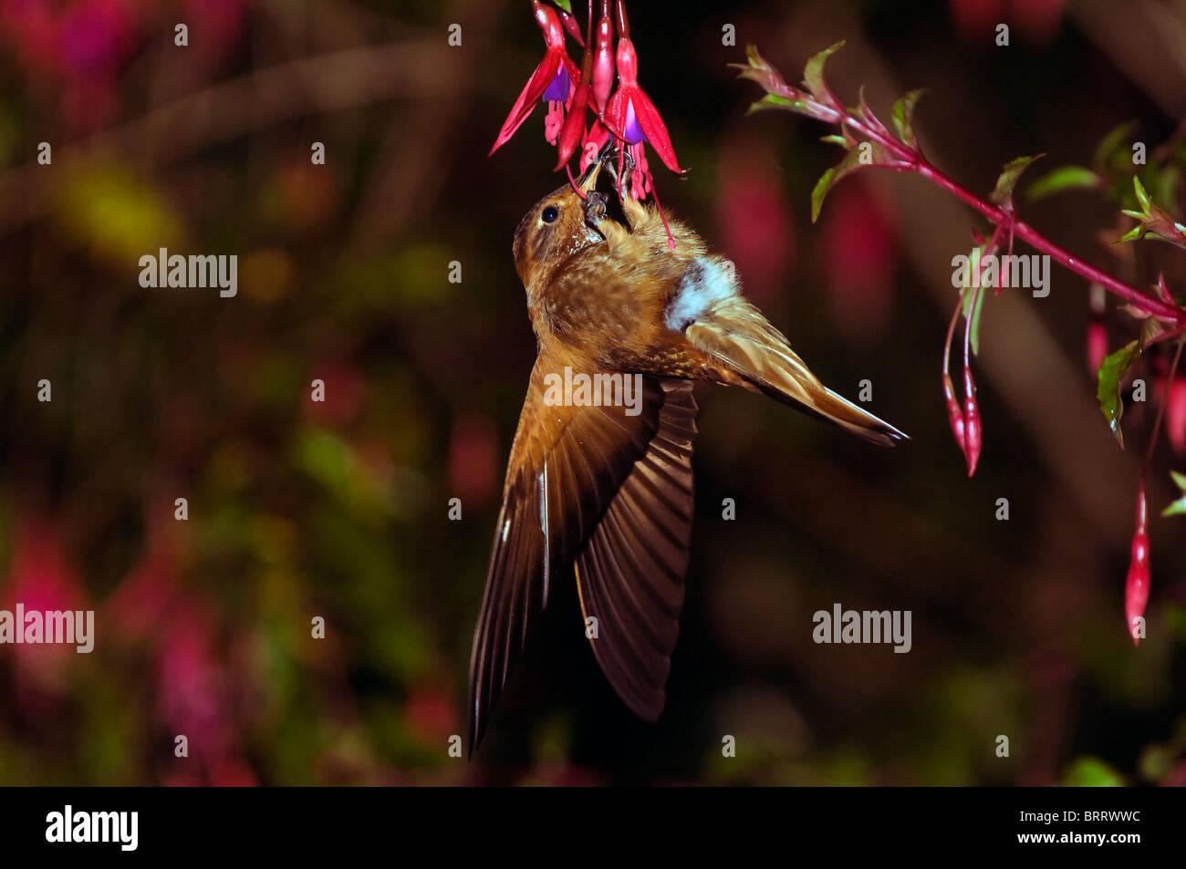 Hummingbird at flower Stock Photo - Alamy