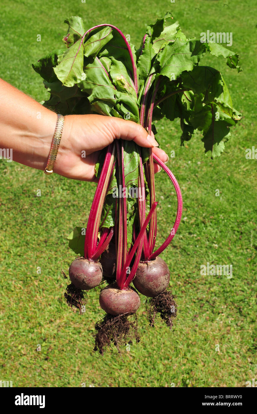Gardeners arm hi-res stock photography and images - Alamy