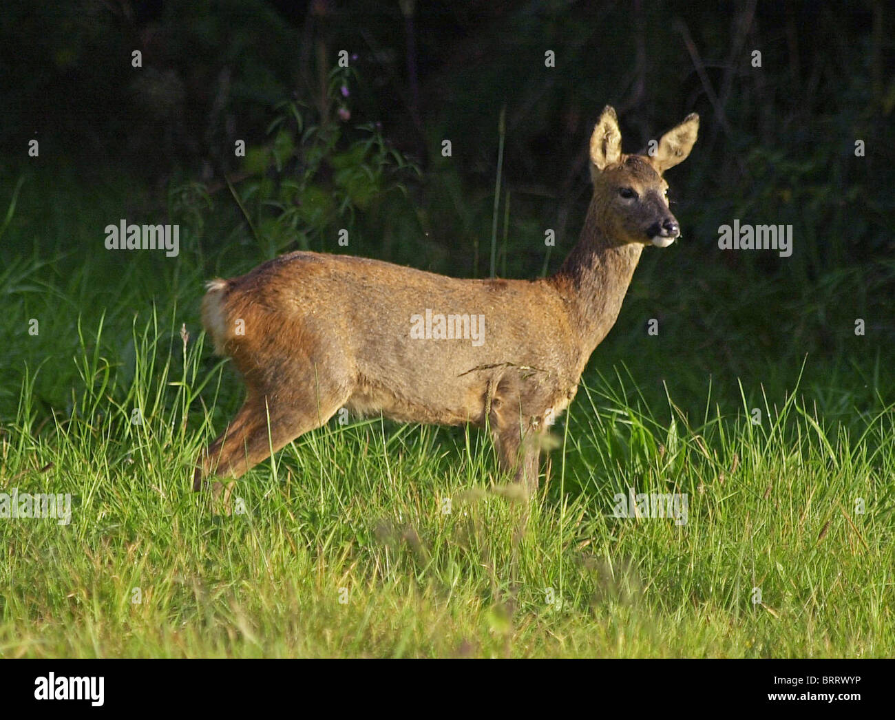 Roe deer (Capreolus capreolus) smallish native deer to the UK Stock ...