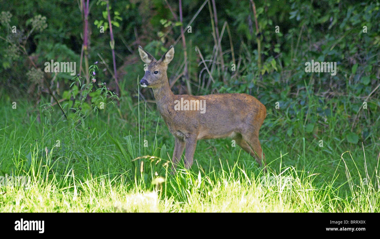 Roe deer (Capreolus capreolus) smallish native deer to the UK Stock ...