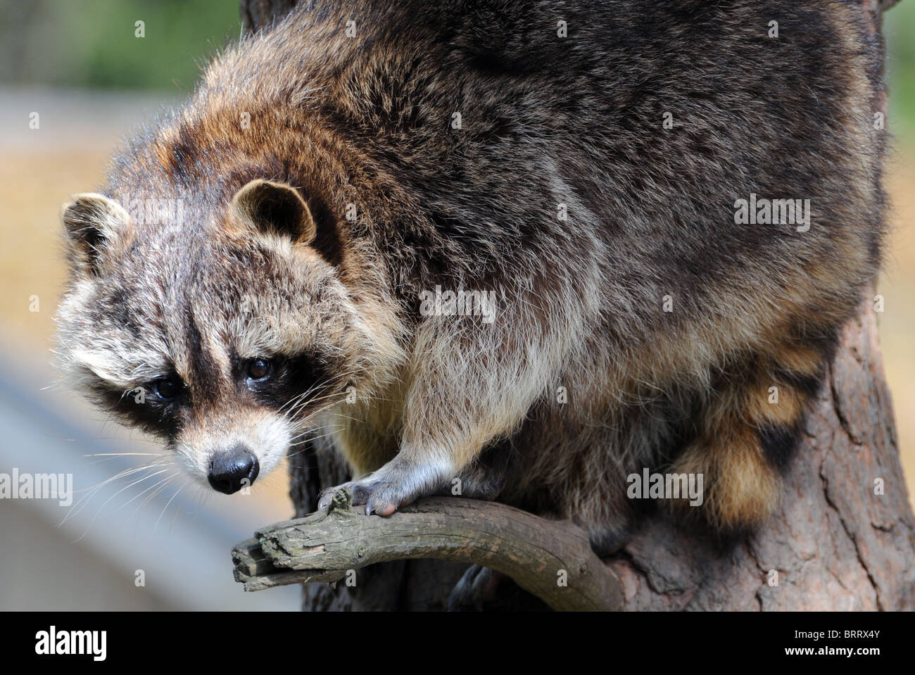 Raccoon in a tree Stock Photo - Alamy