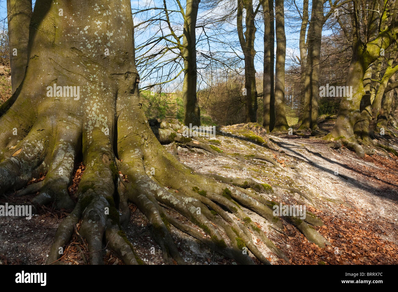 Tree roots at Danebury Hill Fort an Iron Age Hill Fort near Andover in ...