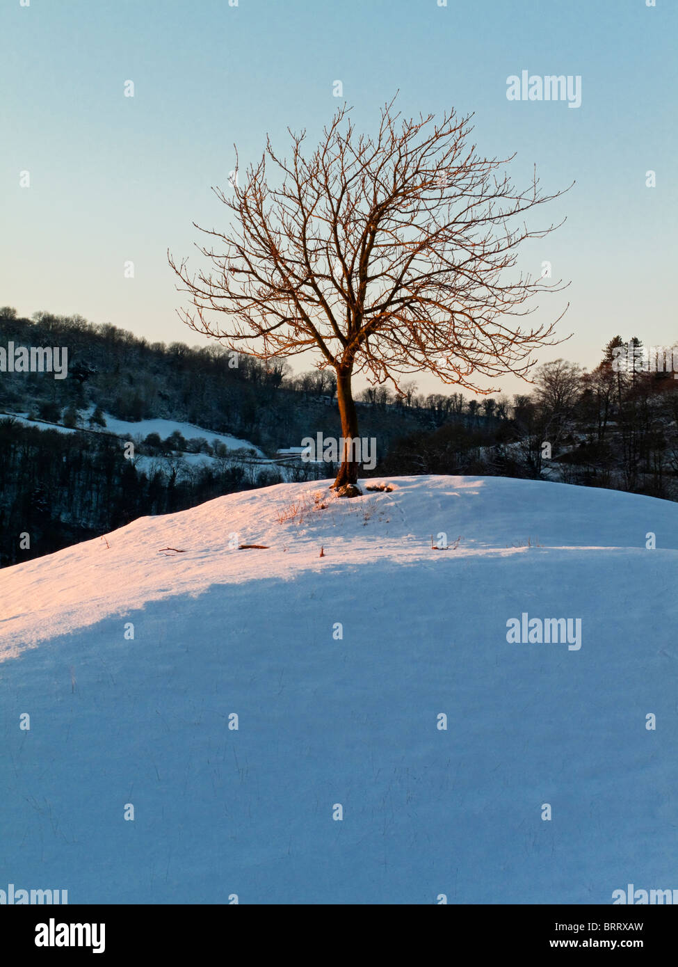 Lone tree on snow covered hill in winter sunlight in the Peak District ...