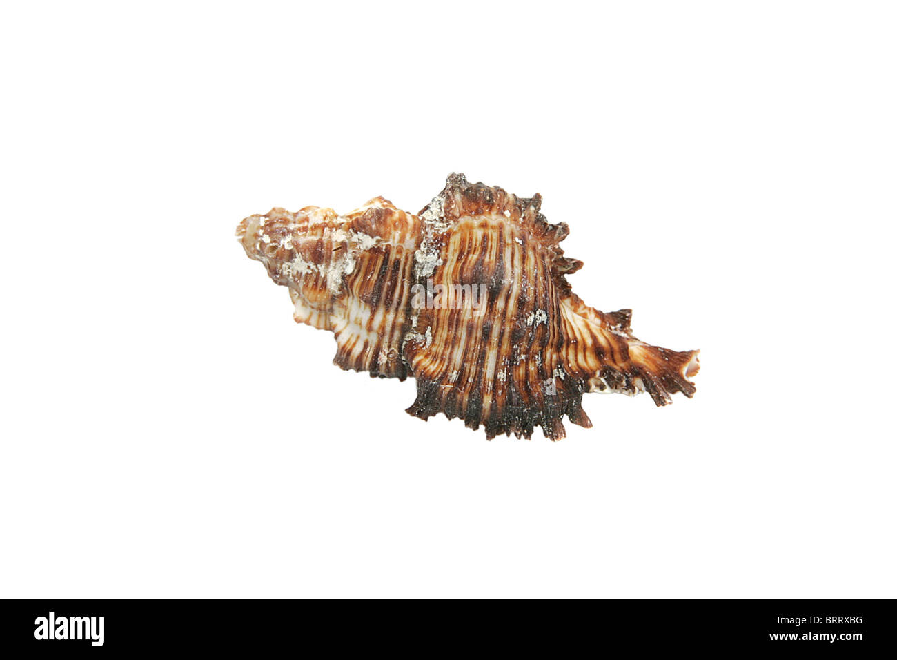 a full shell over clean white background Stock Photo - Alamy