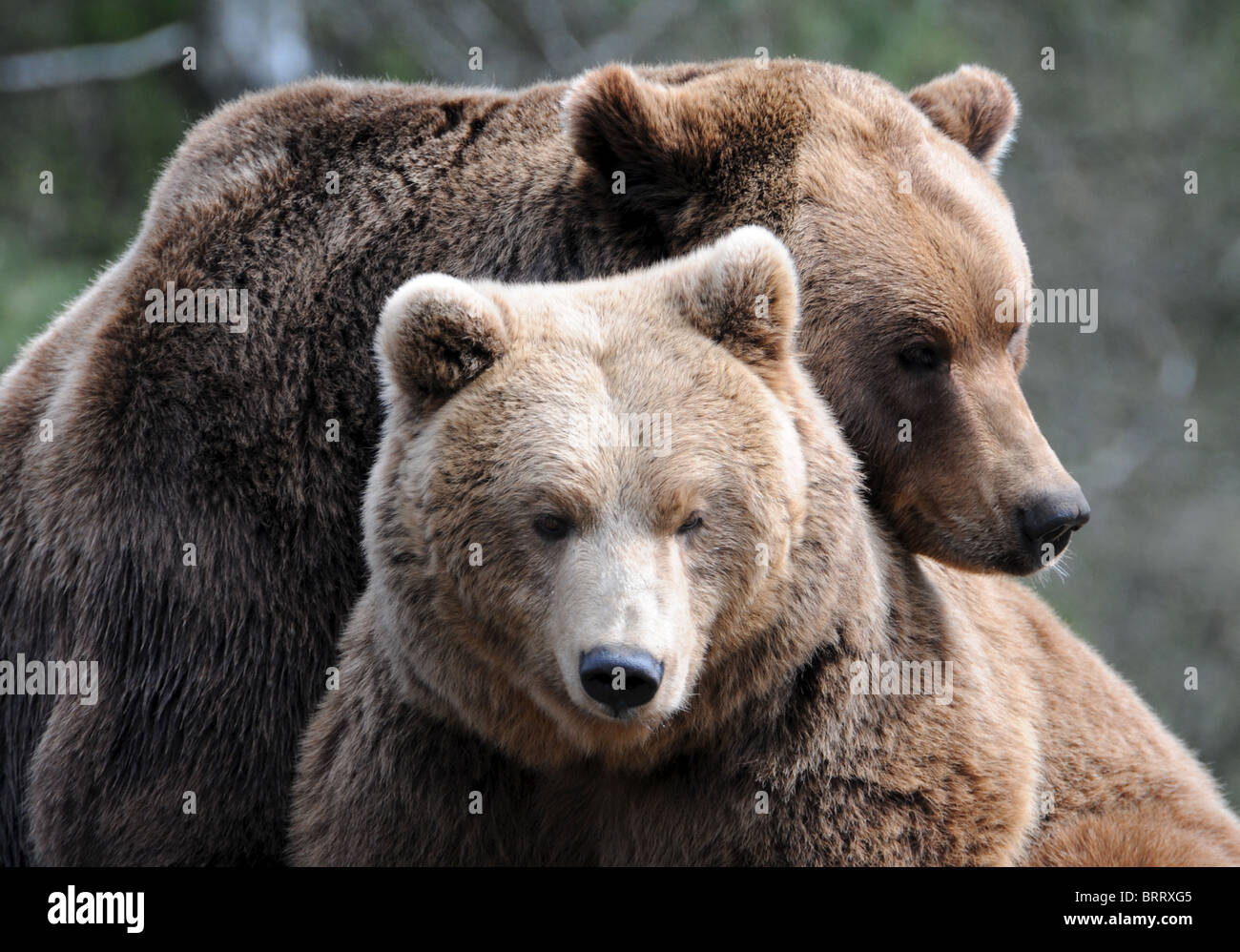 Male and female brown bears Stock Photo - Alamy
