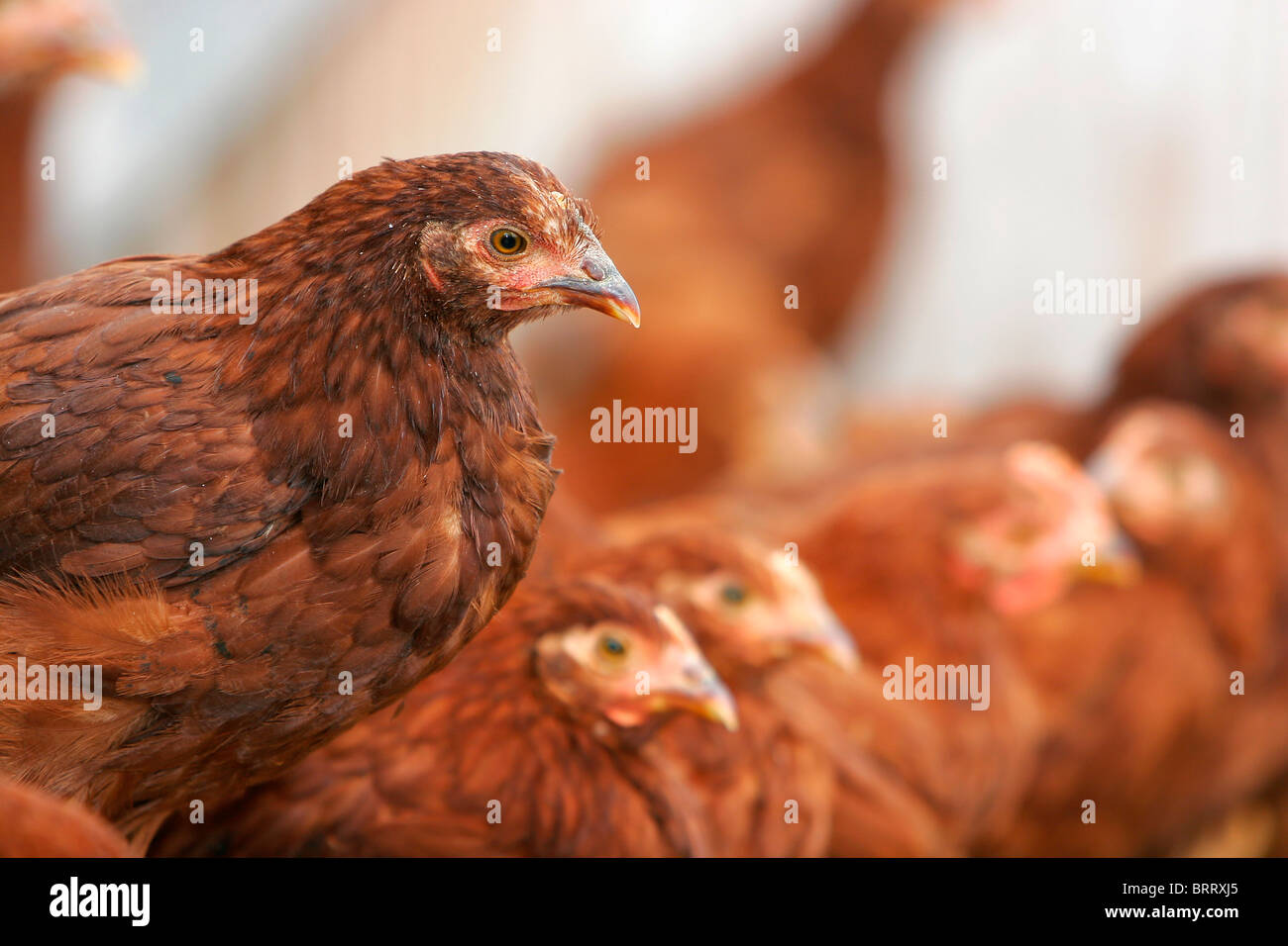 a coop full of chickens and a rooster Stock Photo - Alamy
