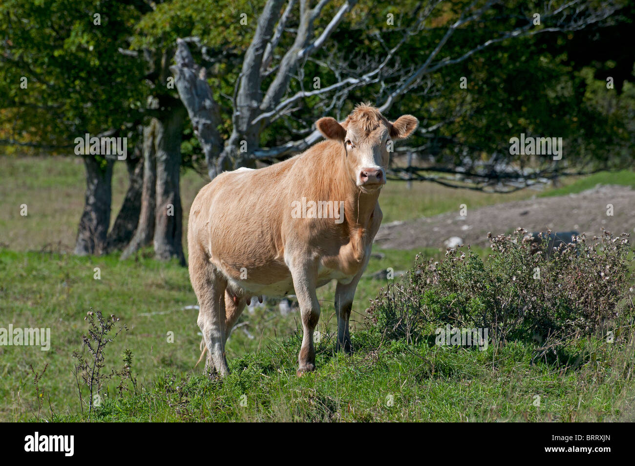 A curious heifer Stock Photo - Alamy