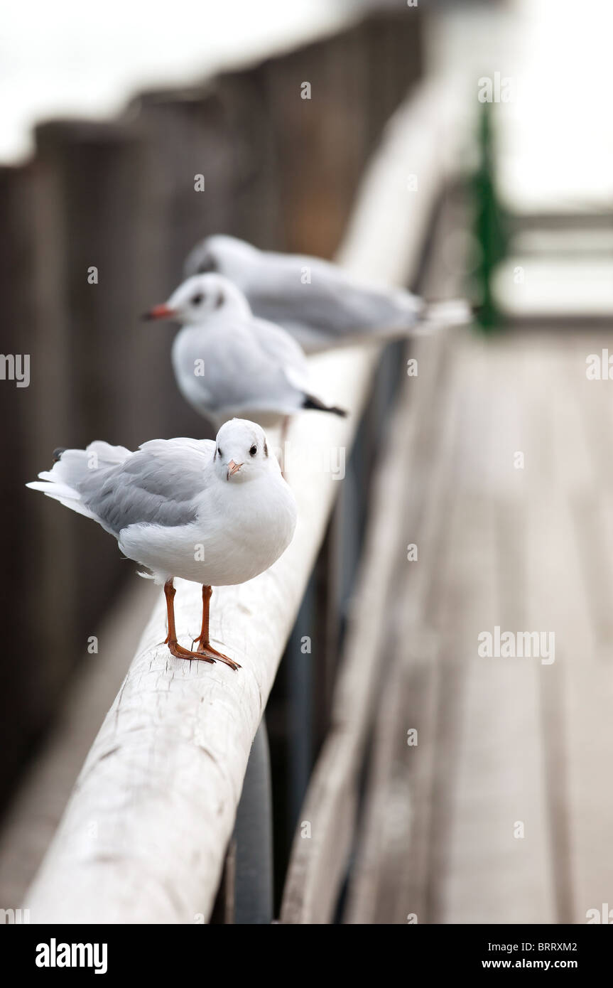Pier Stump High Resolution Stock Photography and Images - Alamy