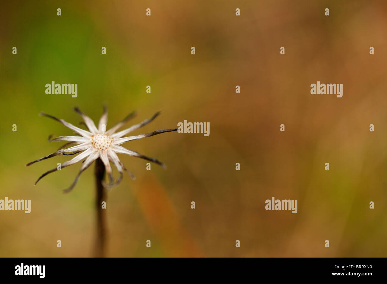 Asterales asteraceae hi-res stock photography and images - Alamy