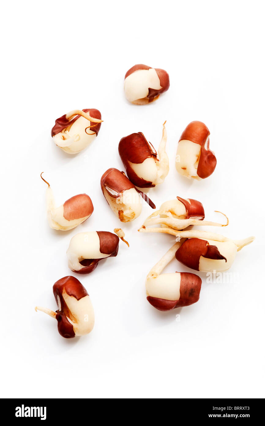 Sprouts seedlings Cut Out Stock Images & Pictures - Alamy