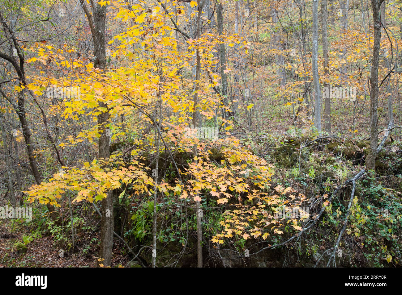 autumn trees in Paint Creek Unit, Yellow River State Forest, Allamakee ...