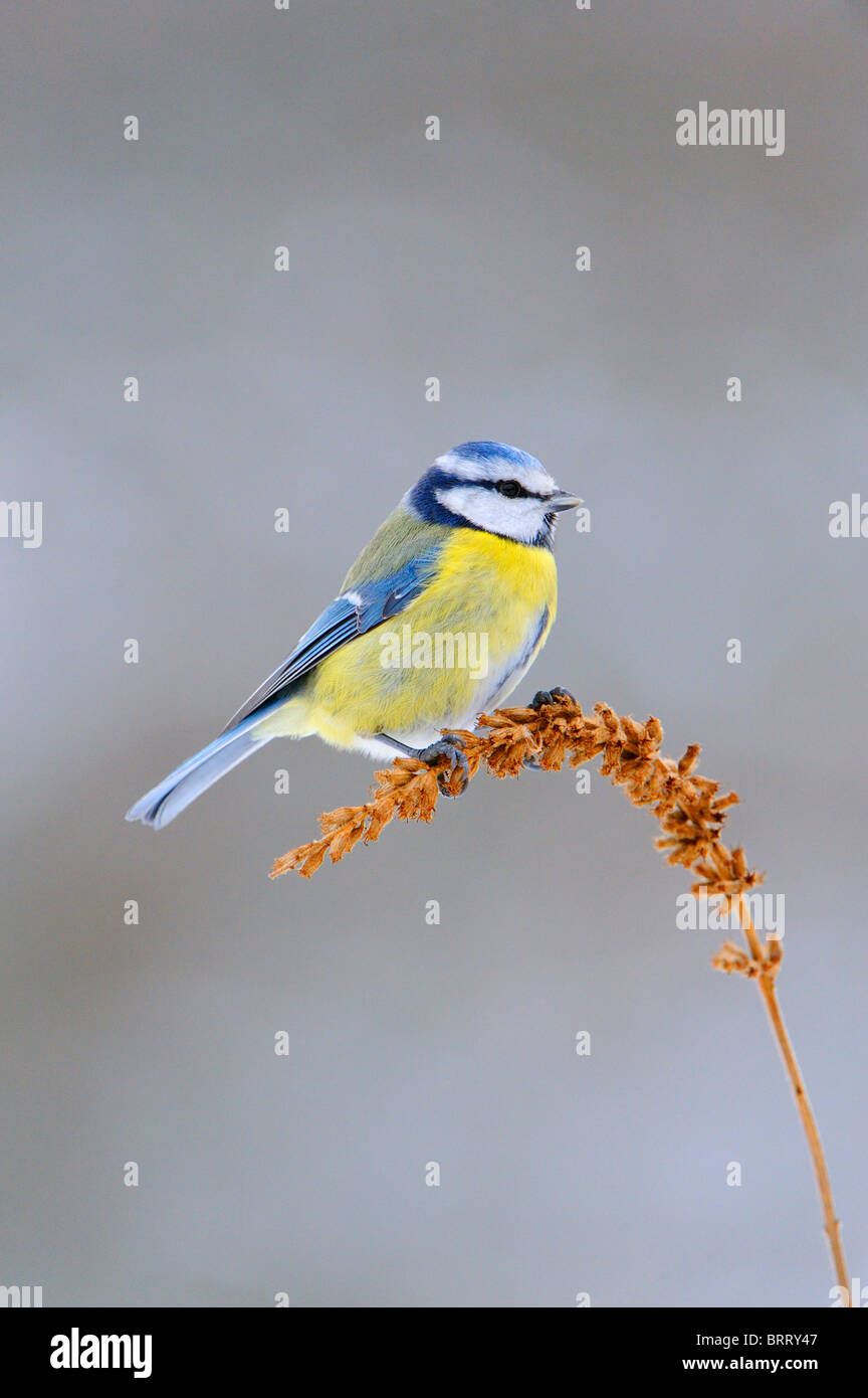 Blue Tit (Parus caeruleus Stock Photo - Alamy
