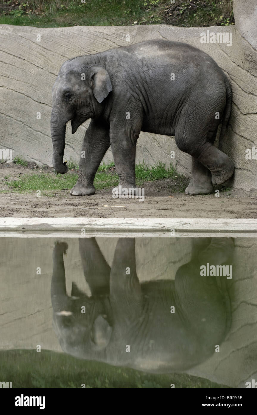 Elephant with mirror hi-res stock photography and images - Alamy