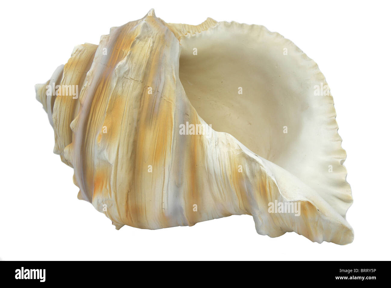 a full shell over clean white background Stock Photo - Alamy