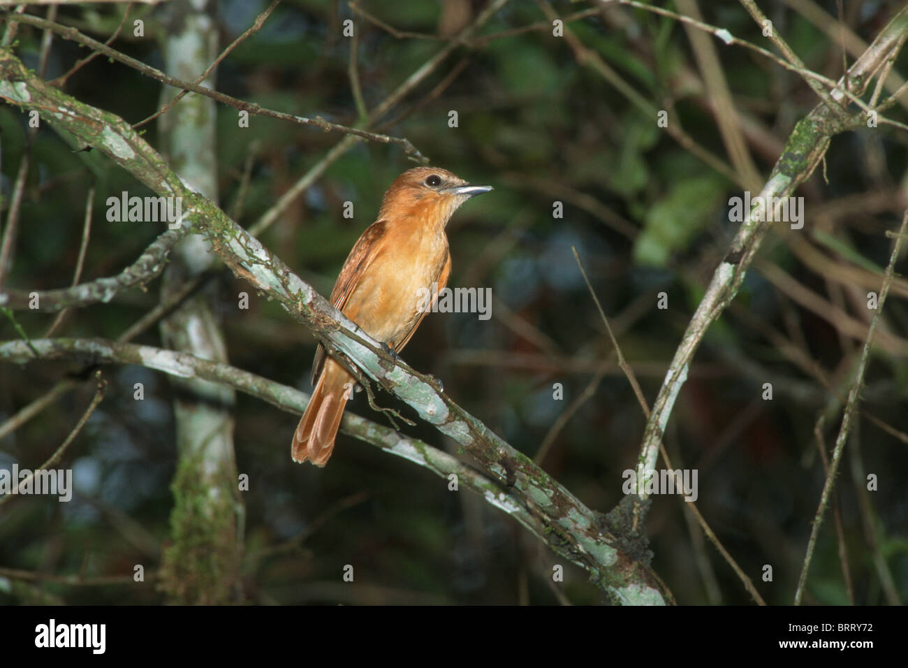 Becard hi-res stock photography and images - Alamy