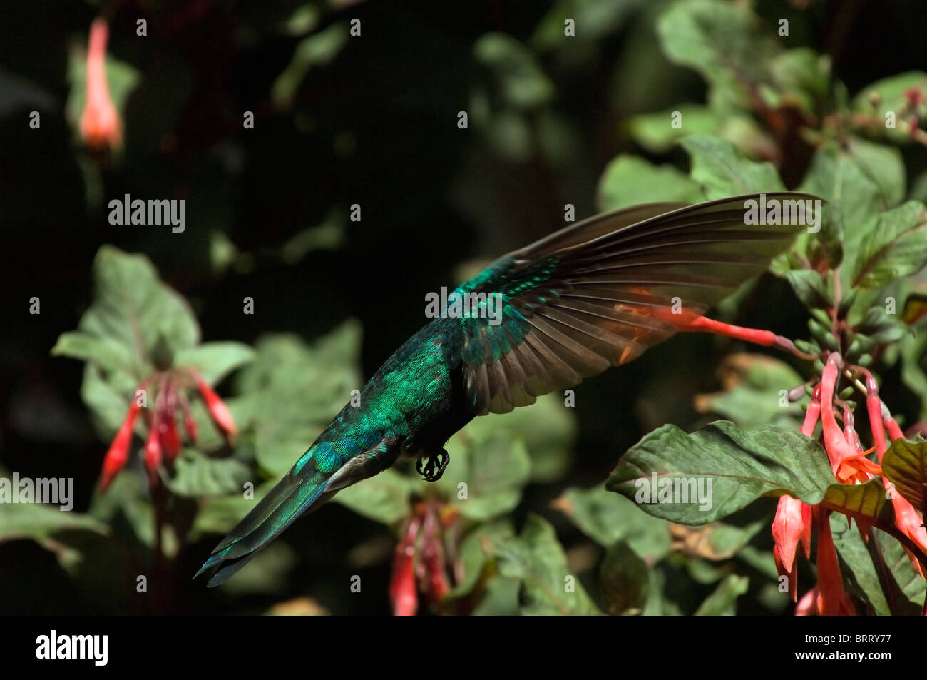 Hummingbird with beautiful wings Stock Photo - Alamy