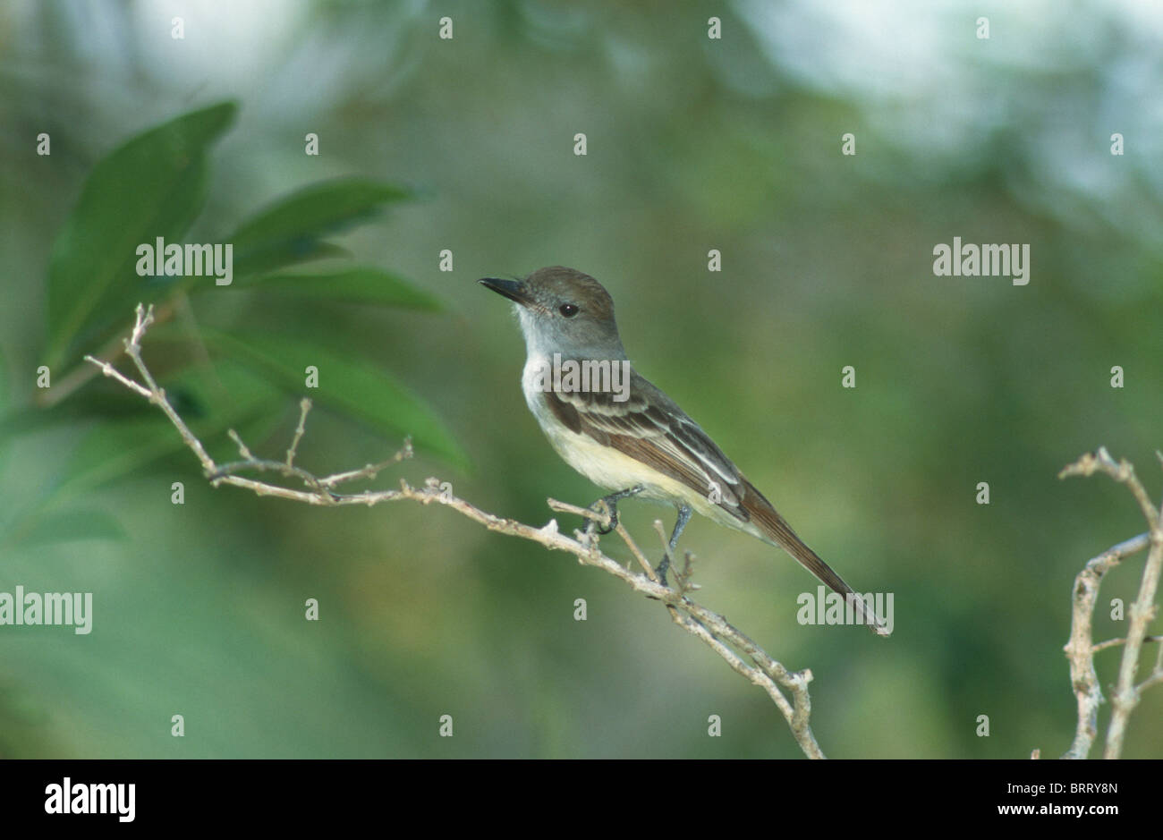 Venezuelan species hi-res stock photography and images - Alamy