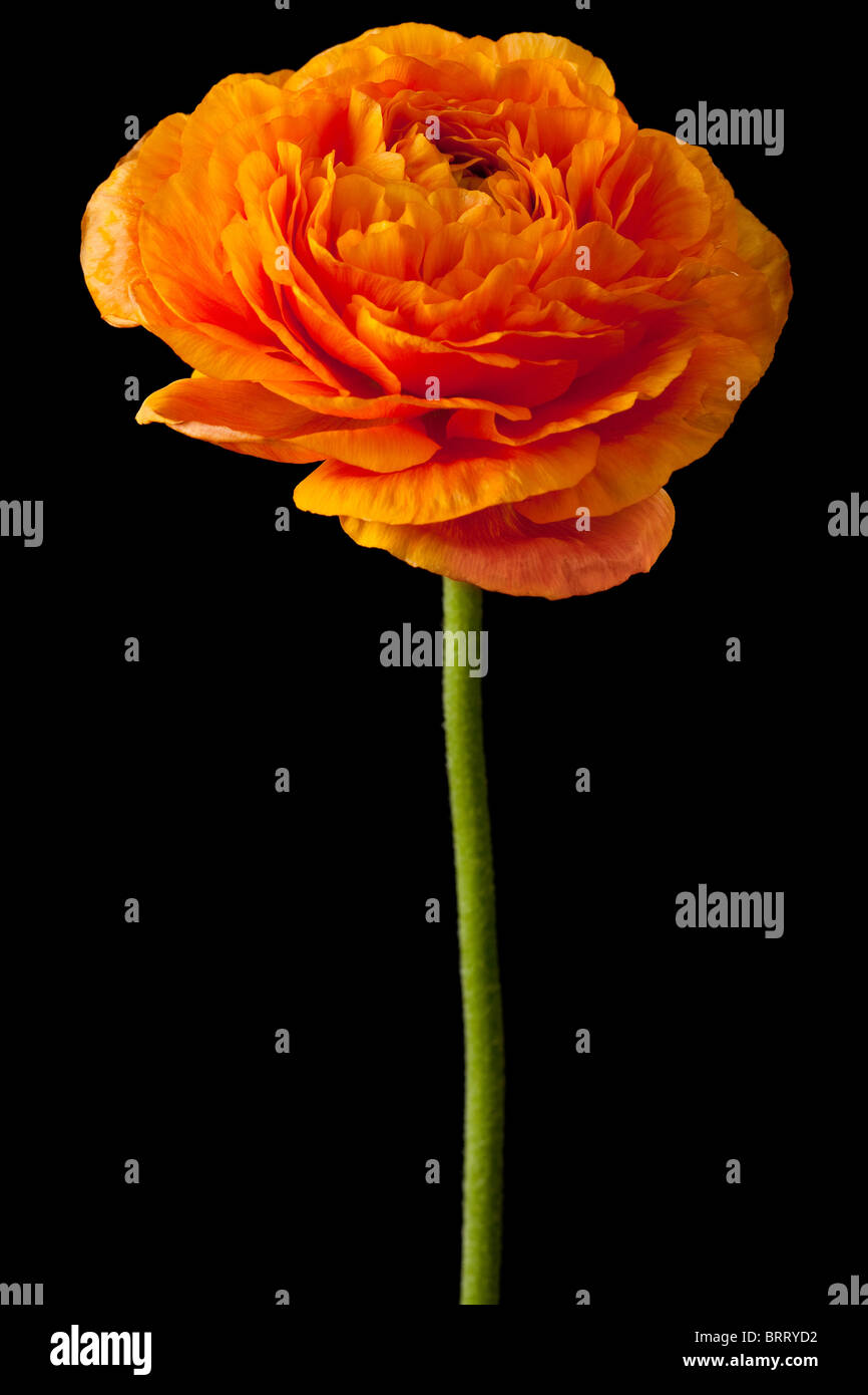 Orange Ranunculus Isolated on a Black Background Stock Photo - Alamy