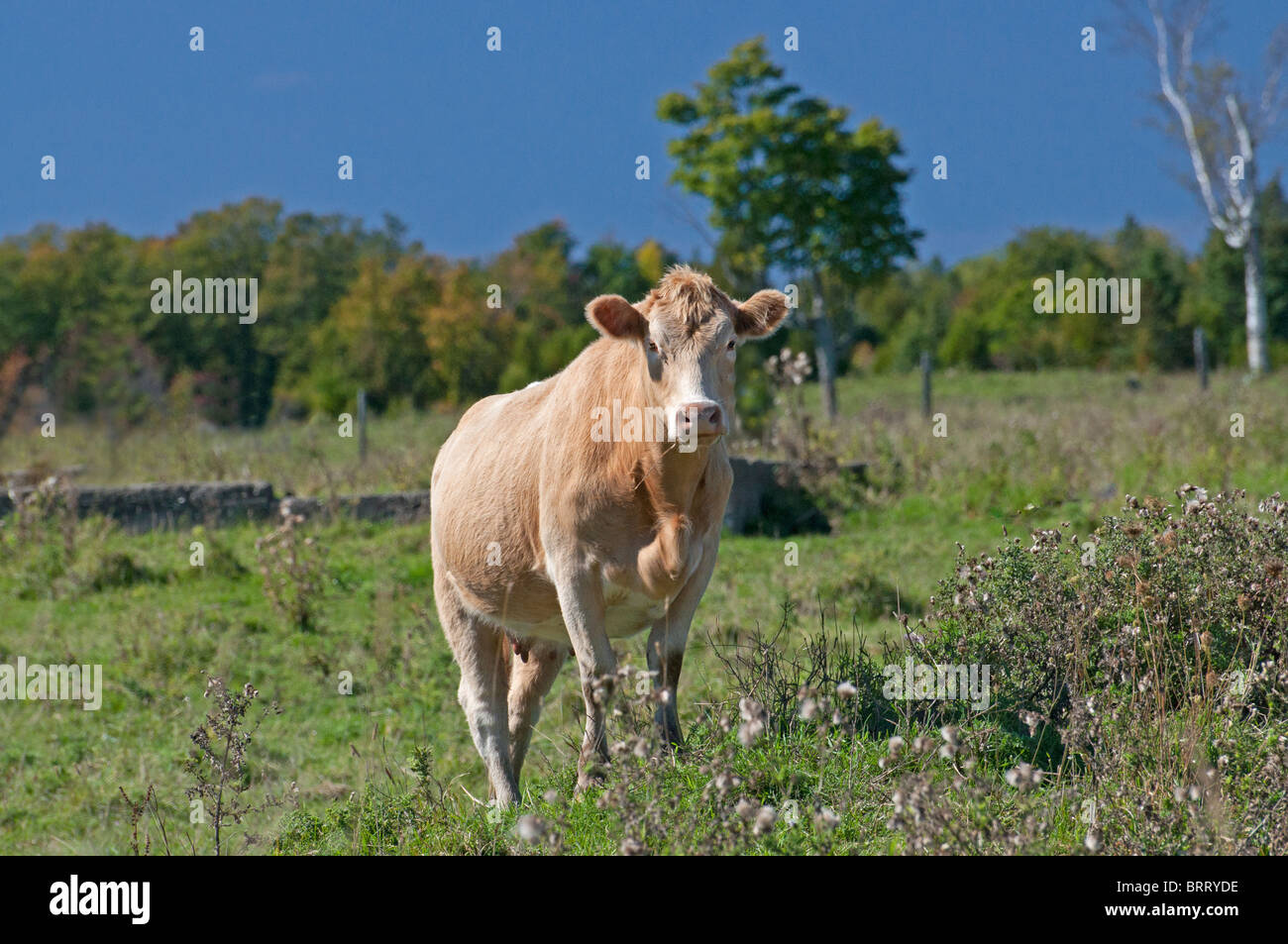 A curious heifer Stock Photo - Alamy