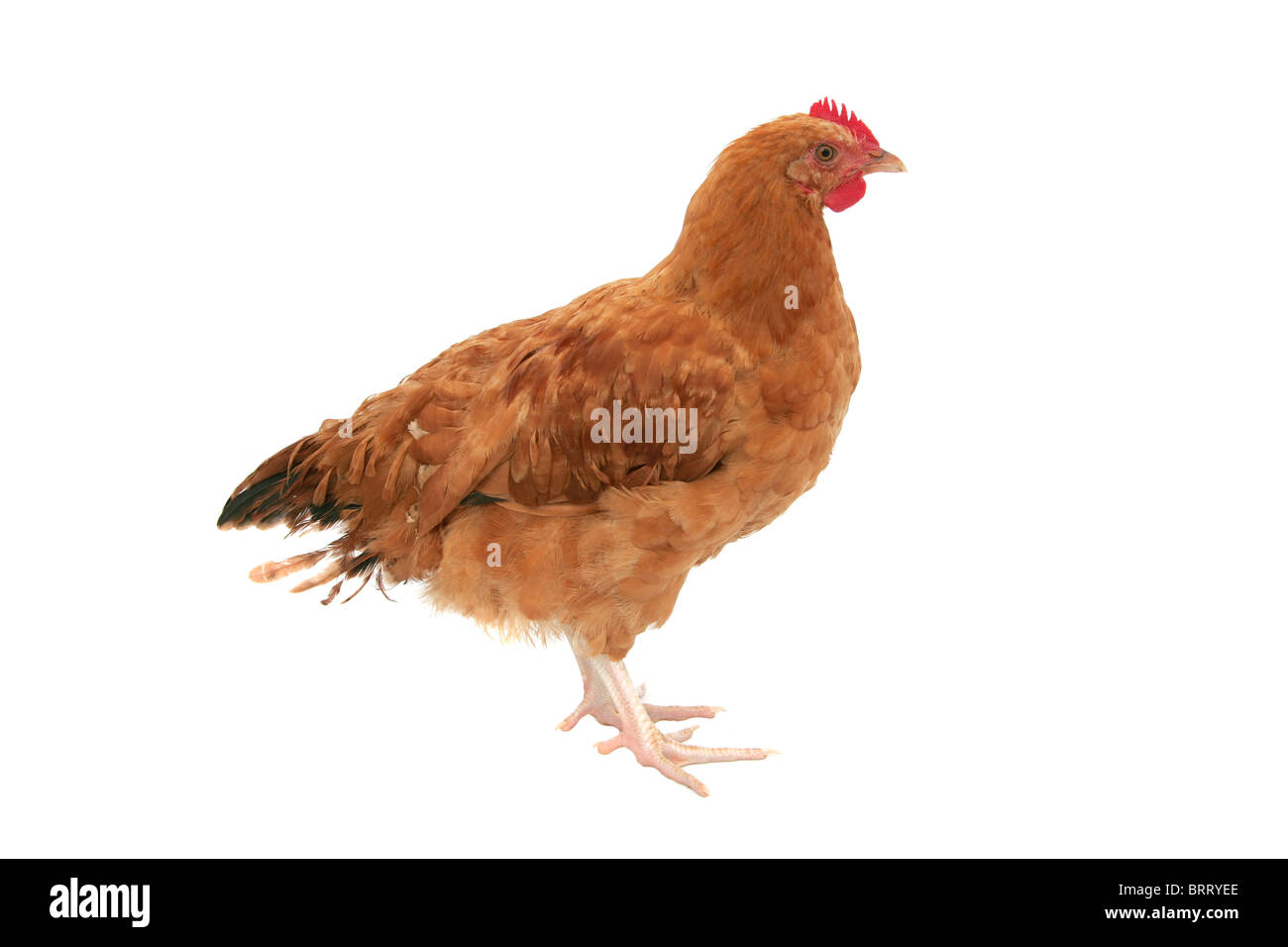 Red hen Cut Out Stock Images & Pictures - Alamy