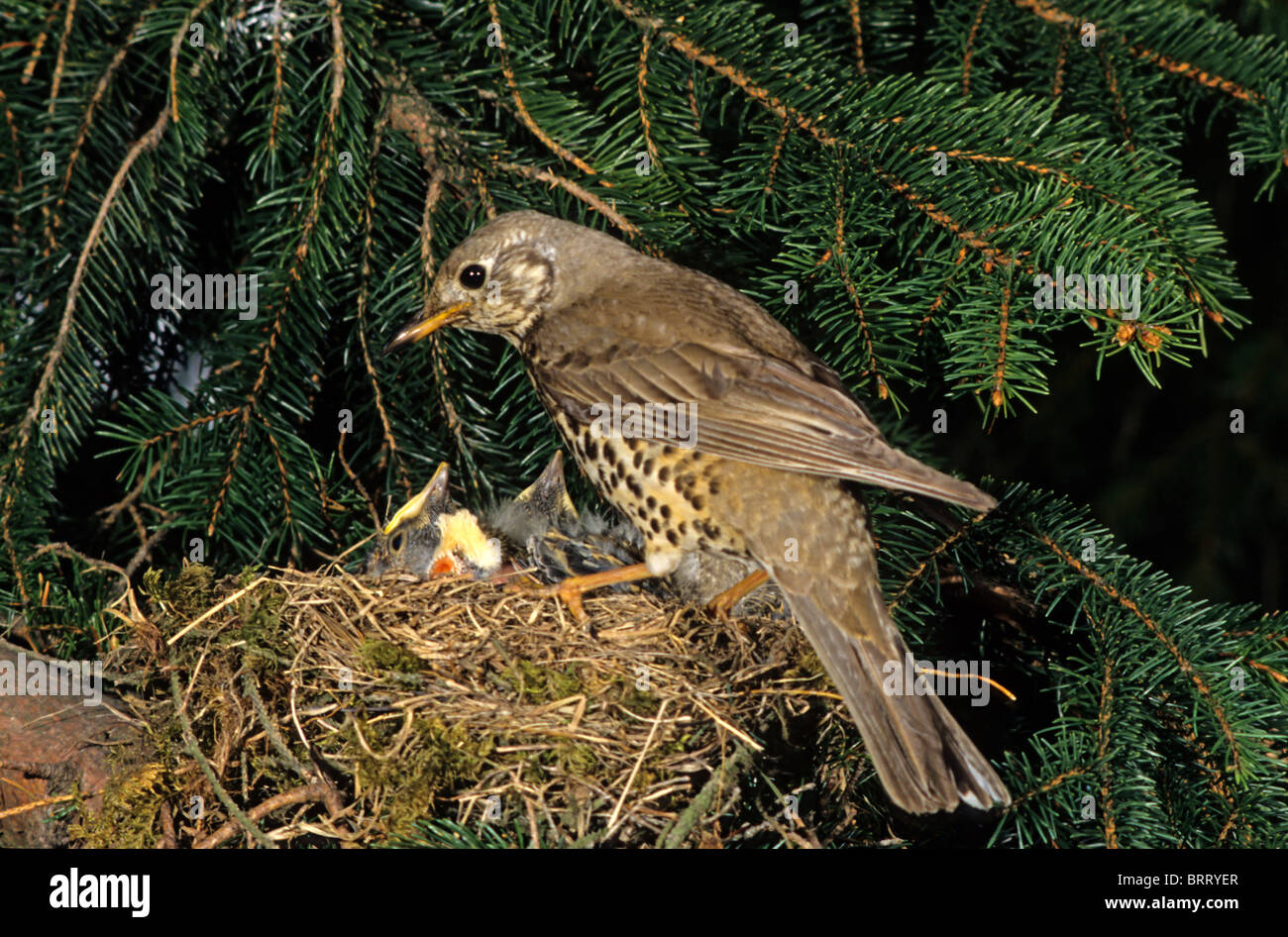 Thrush bird nest hi-res stock photography and images - Alamy