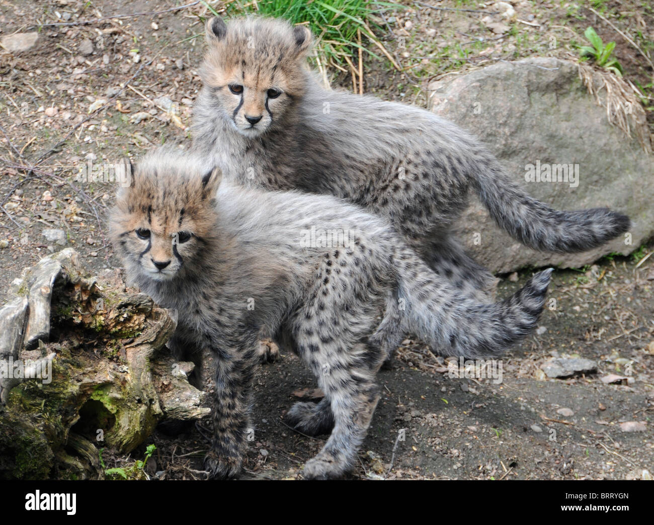 Cheetah cubs hi-res stock photography and images - Alamy