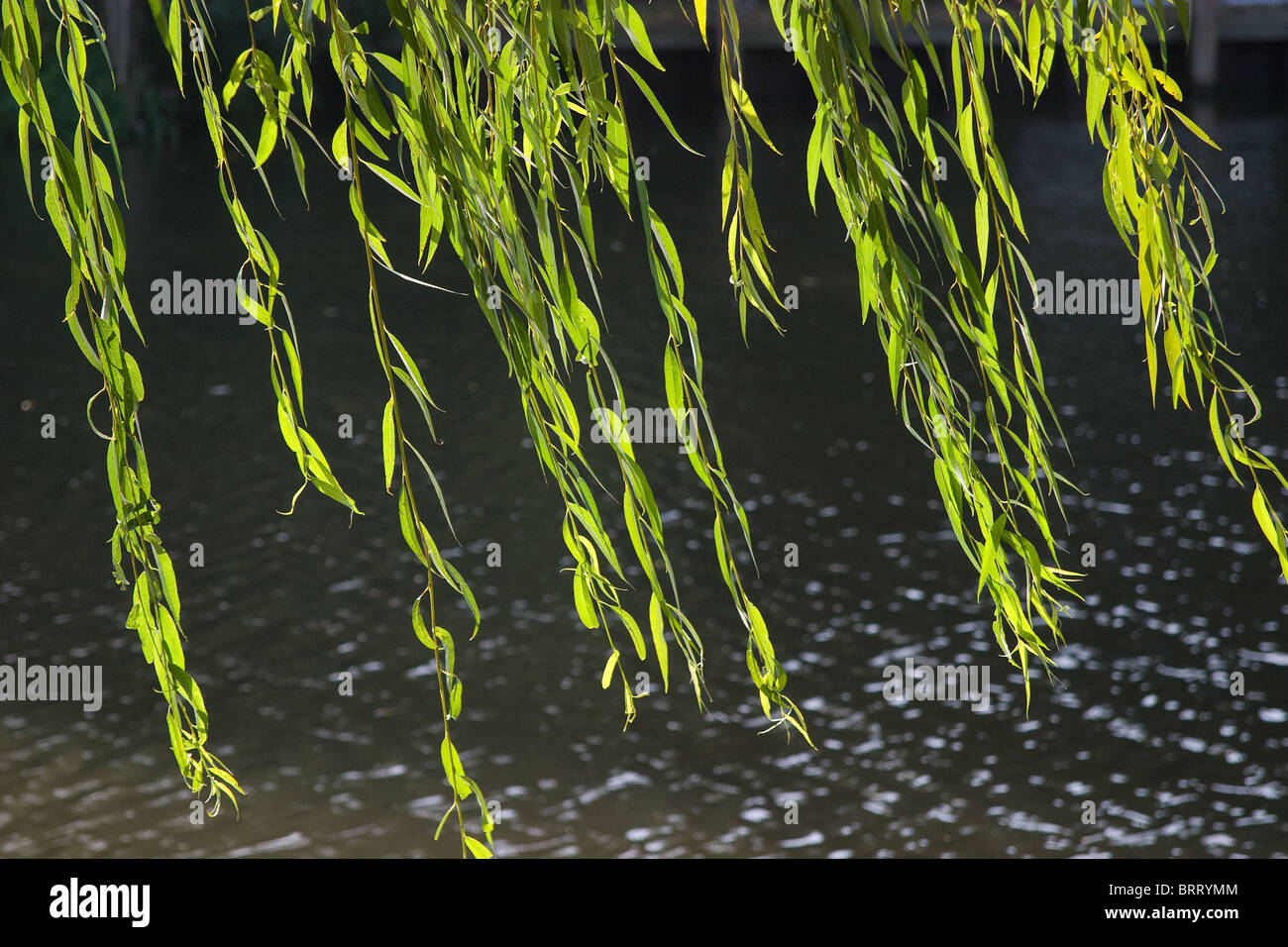 sunlight weeping willow tree leafs breeze branches Stock Photo - Alamy