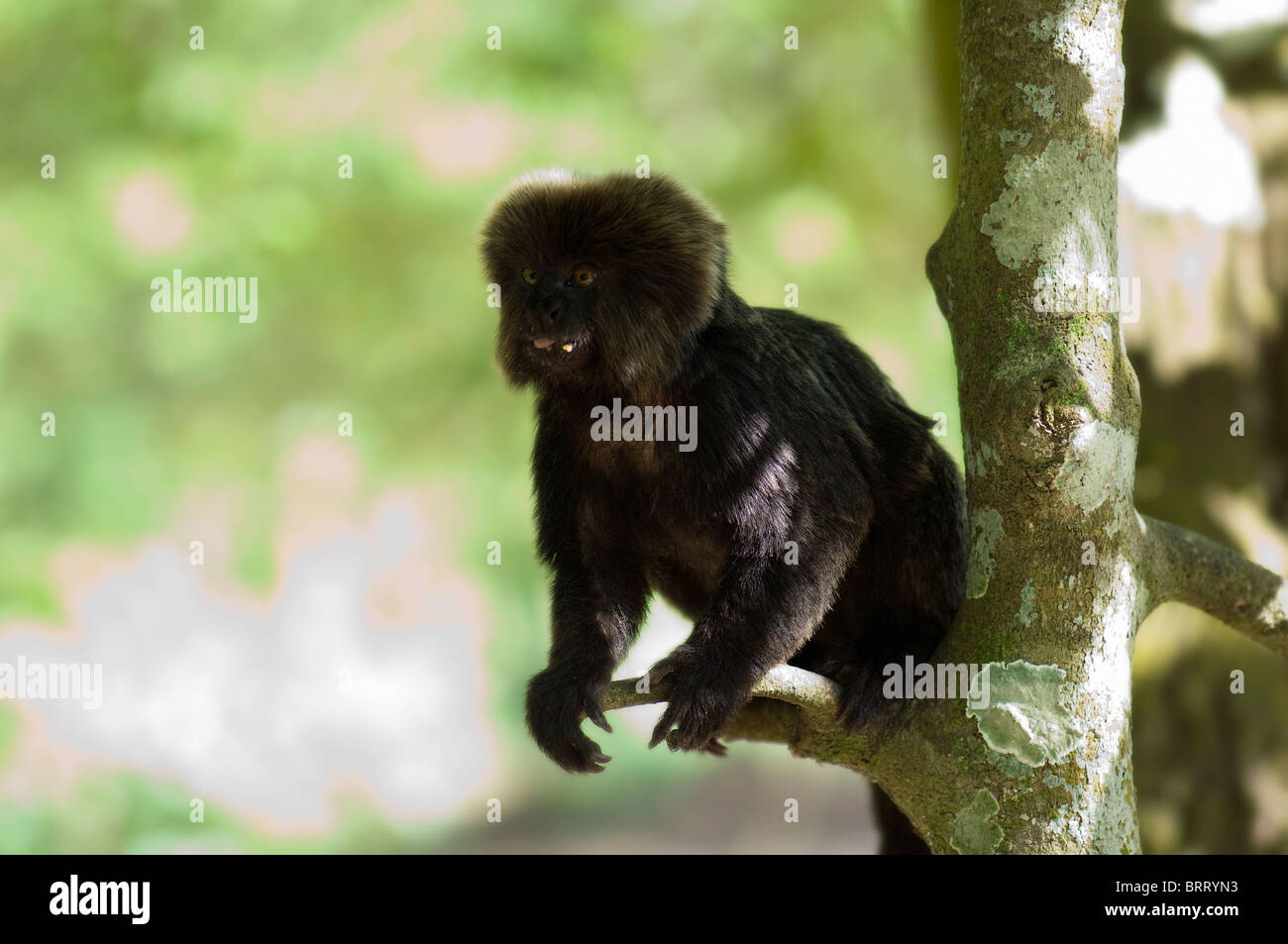 Monkey snatch hi-res stock photography and images - Alamy